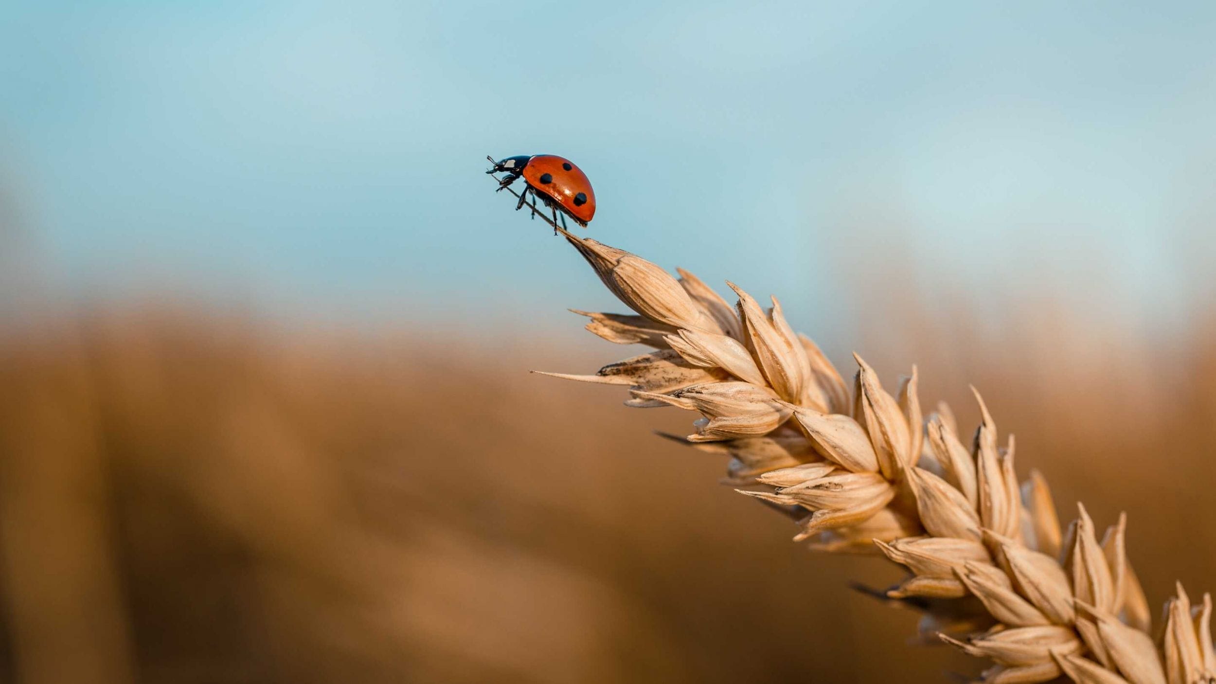 What is Depth of Field? Examples of Shallow vs Deep Depth of Field